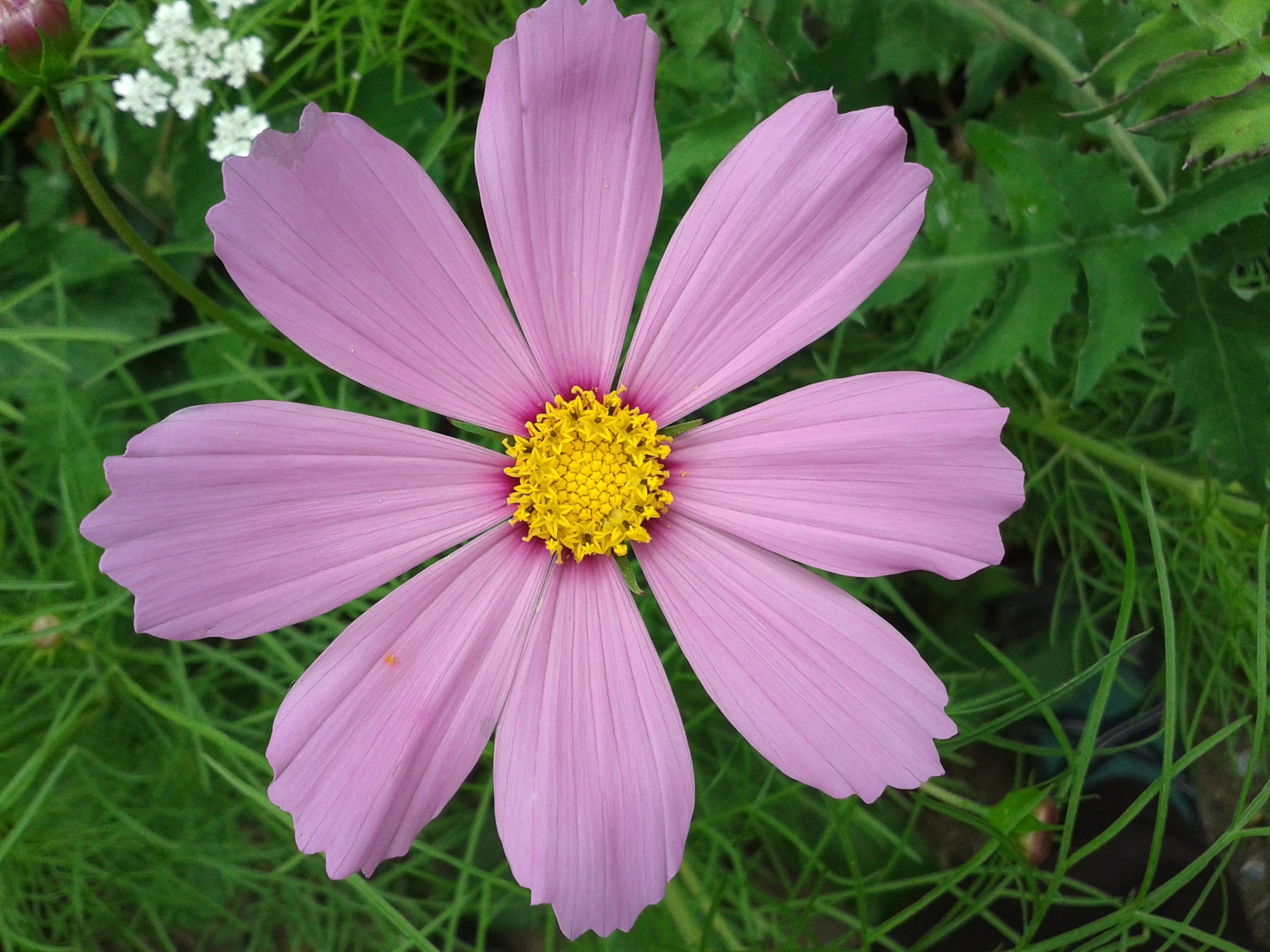Light Purple Chichewa Nature free image download