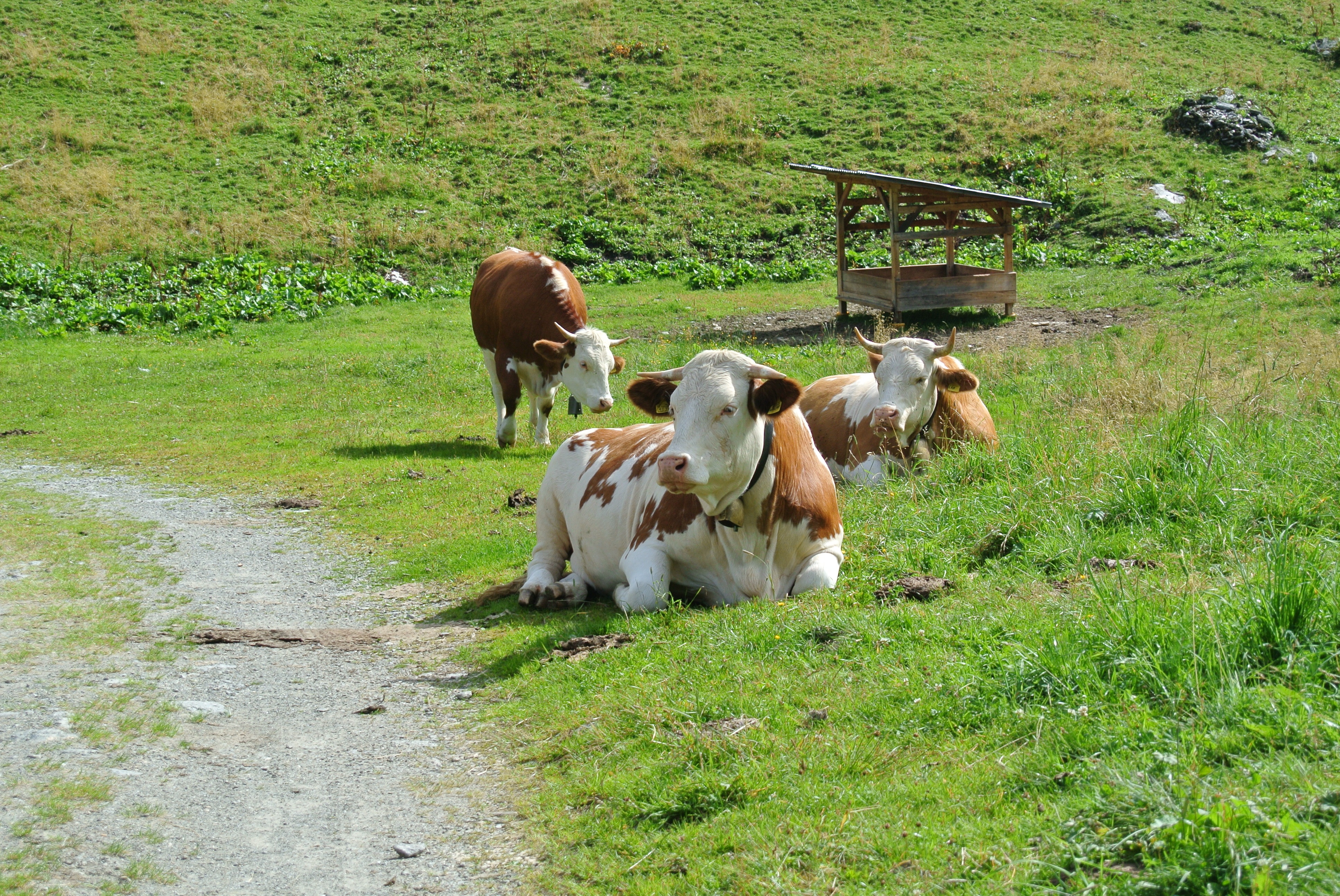Cows Prato Trentino free image download