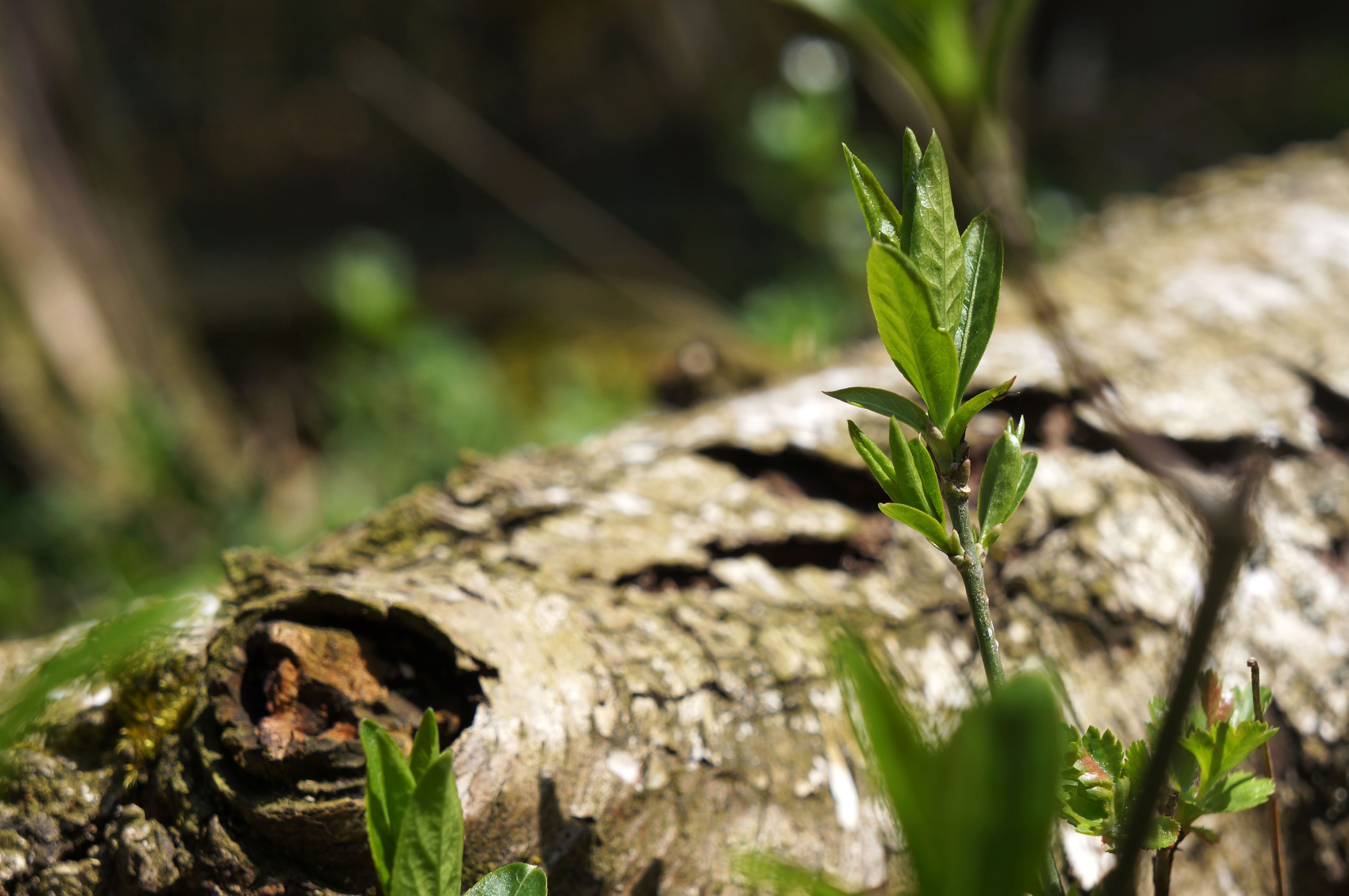 Tree Nature Plant free image download