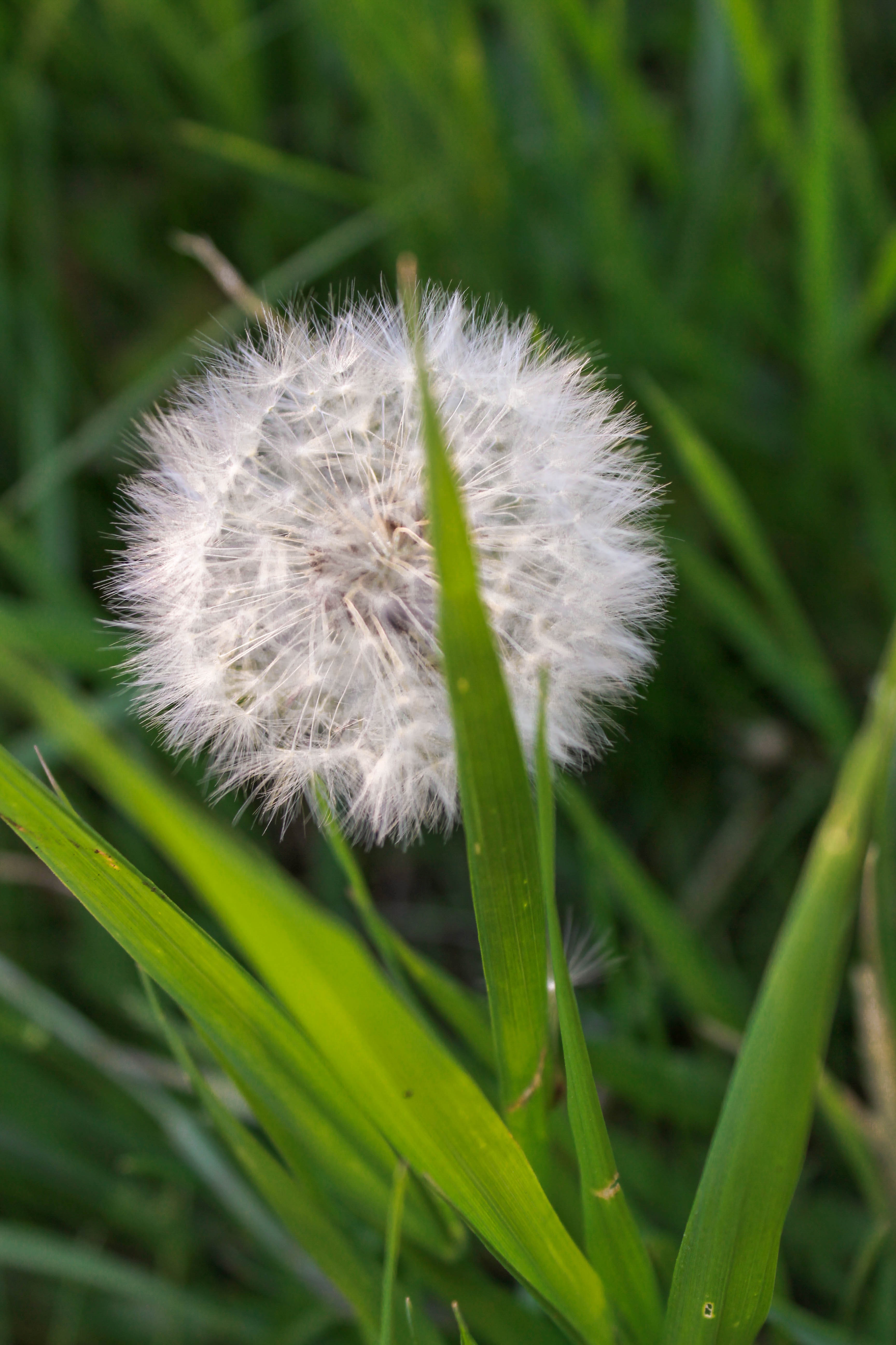 Grass Dandelion Nature free image download