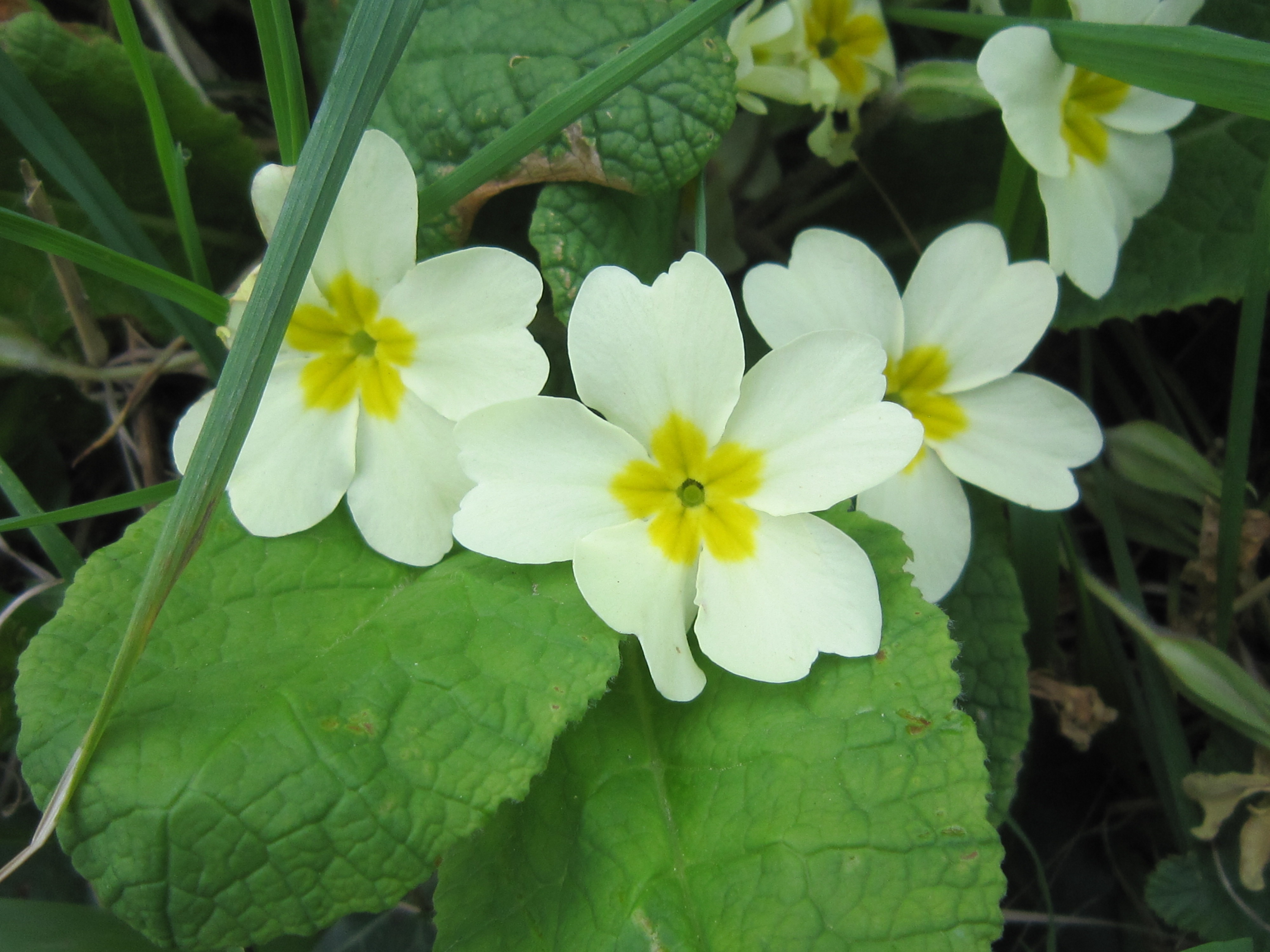 Primrose Spring Flower free image download