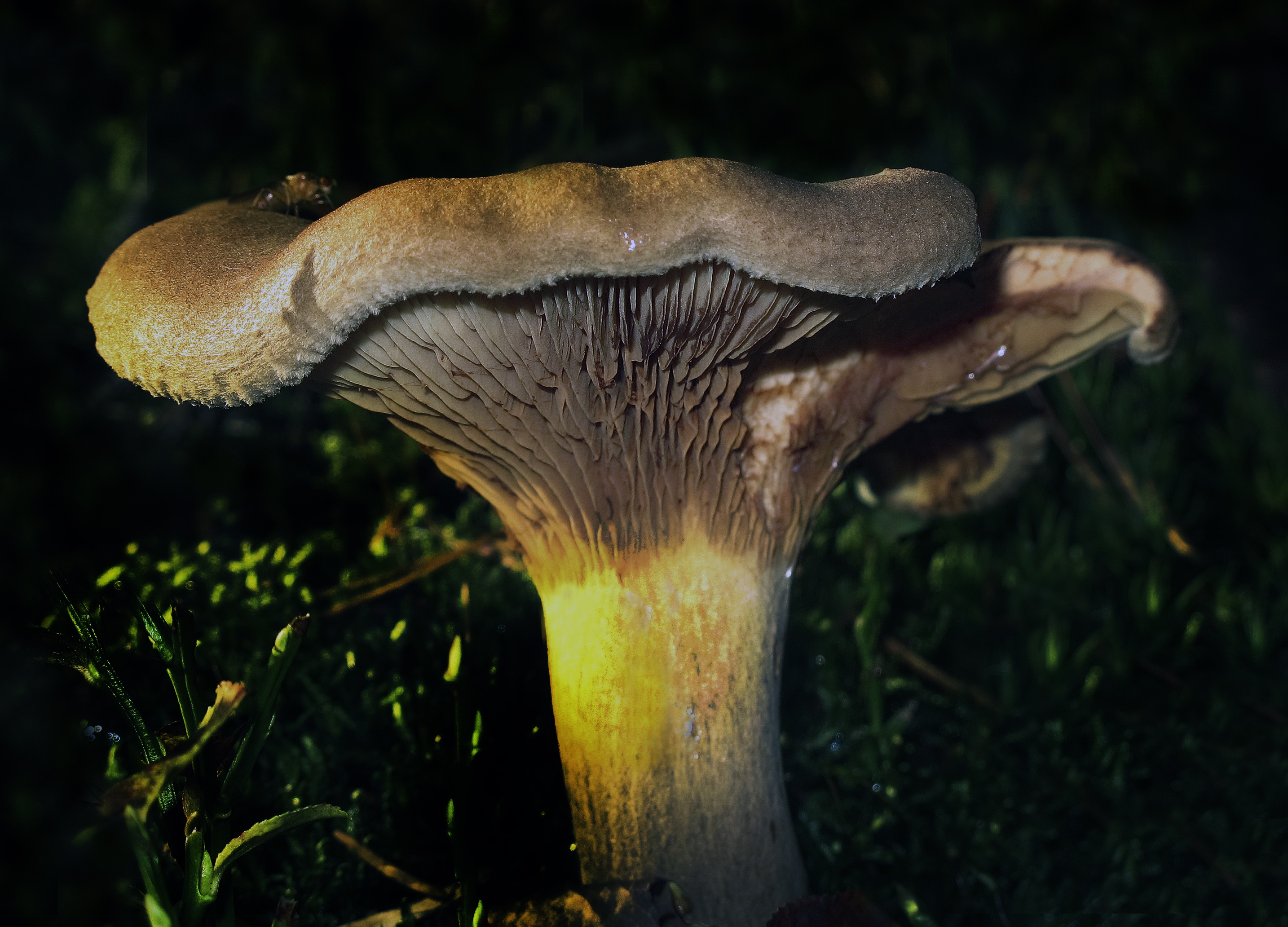 Mushroom Disc Fungus Forest Floor free image download