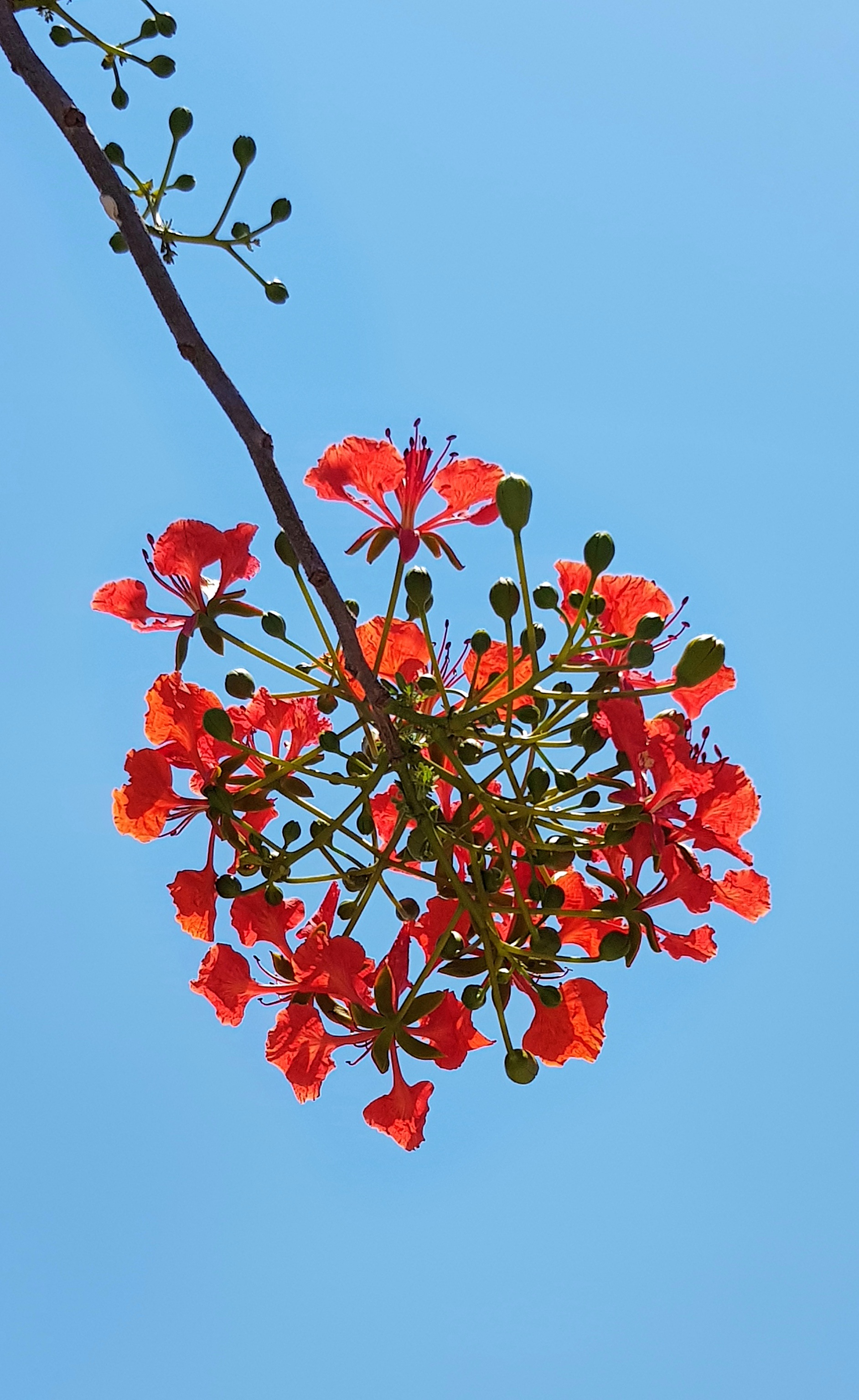 Flamboyant Red Tree Flame Of The free image download