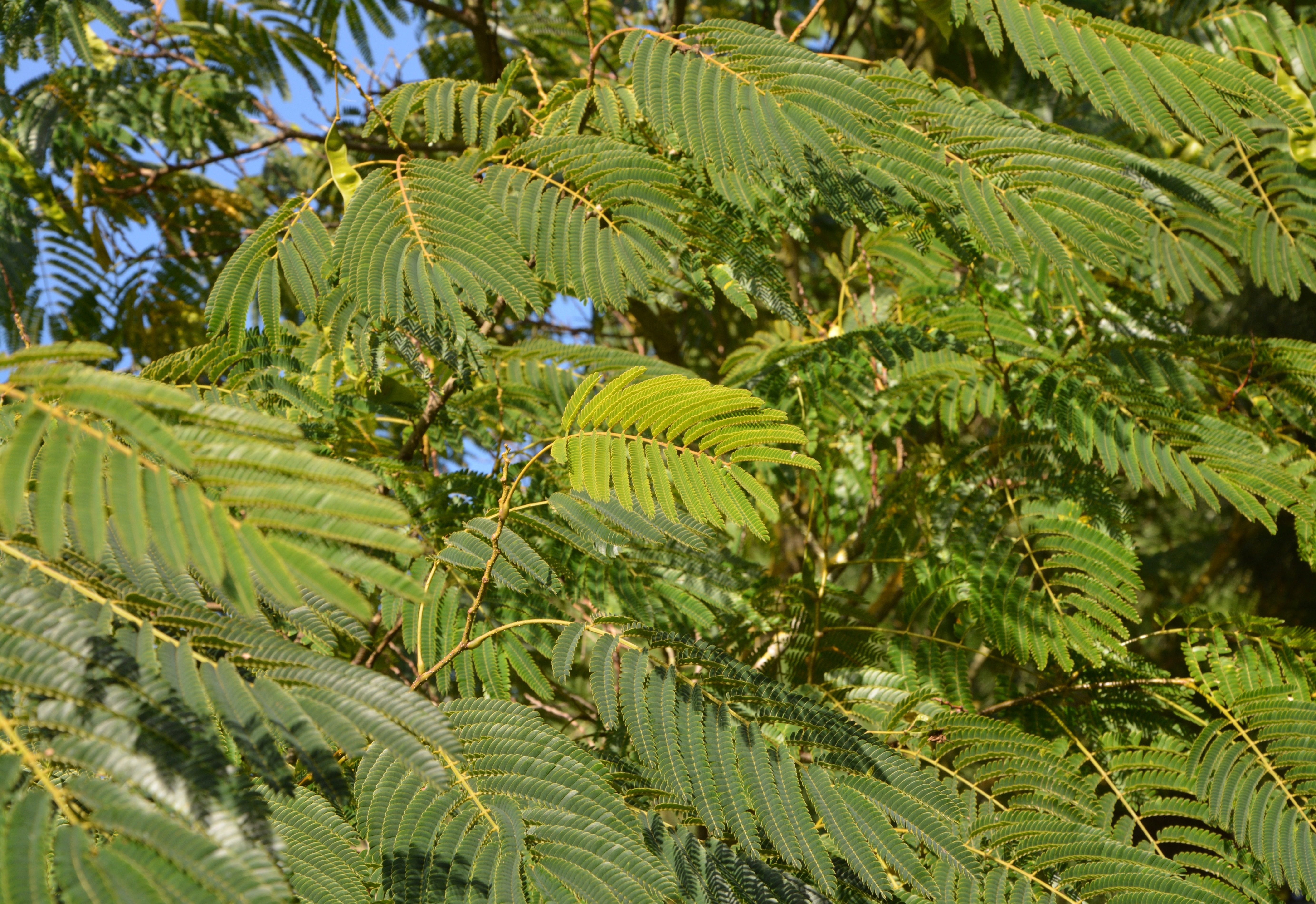 Green Foliage Tree Ornamental free image download