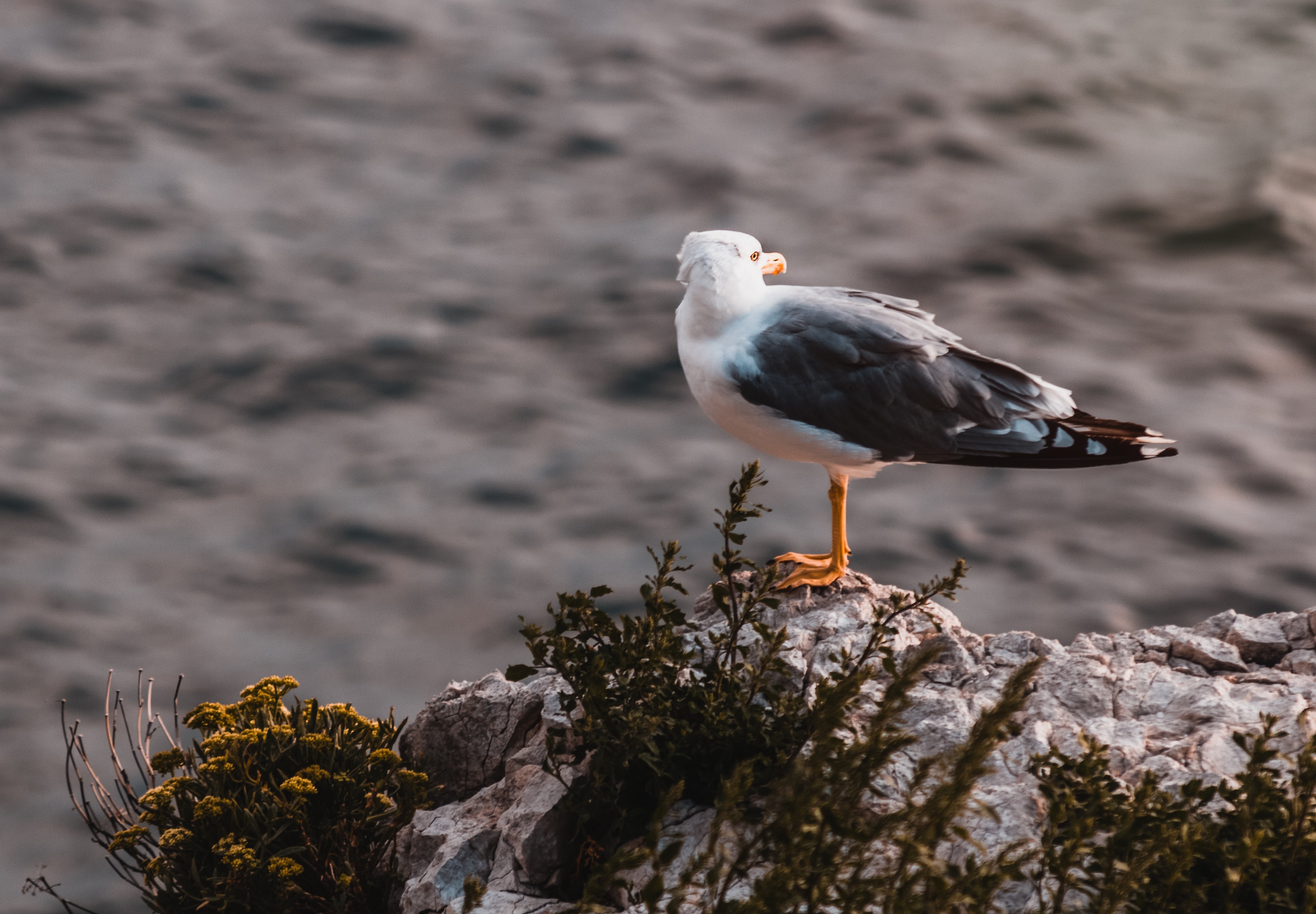 Adler Bird Wildlife free image download