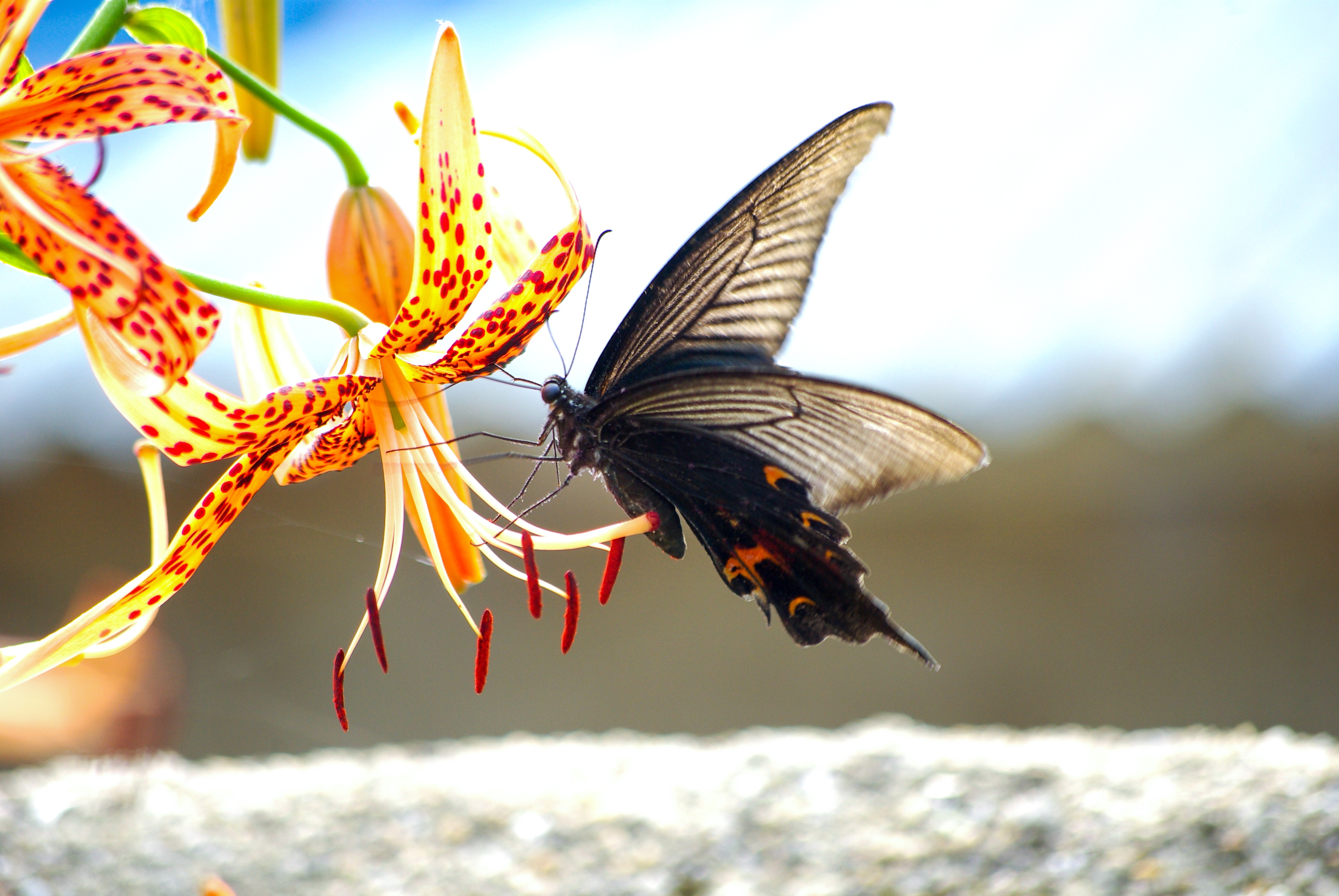 Nature Insects Long Tail Now Or free image download
