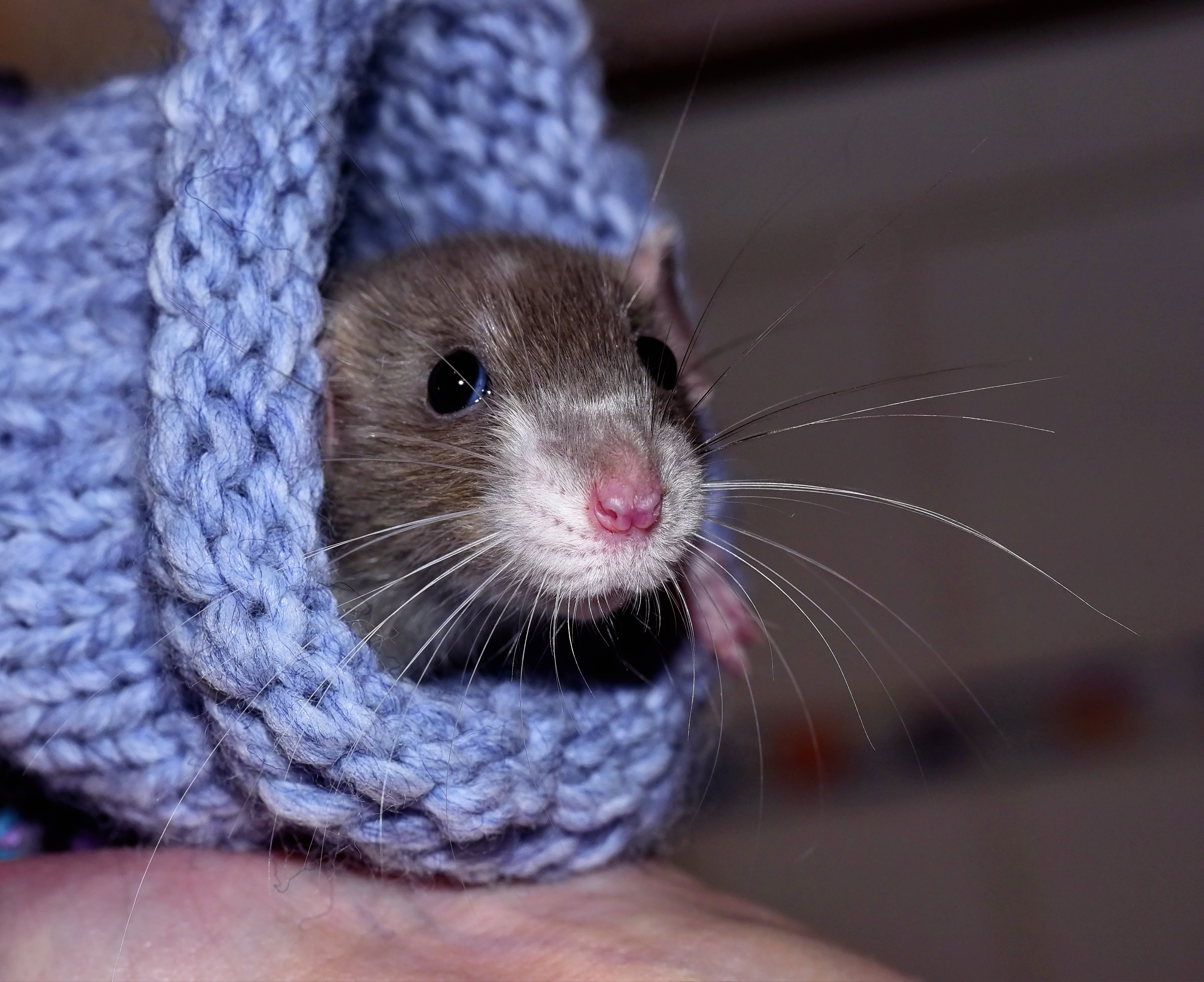 House Rat cute free image download