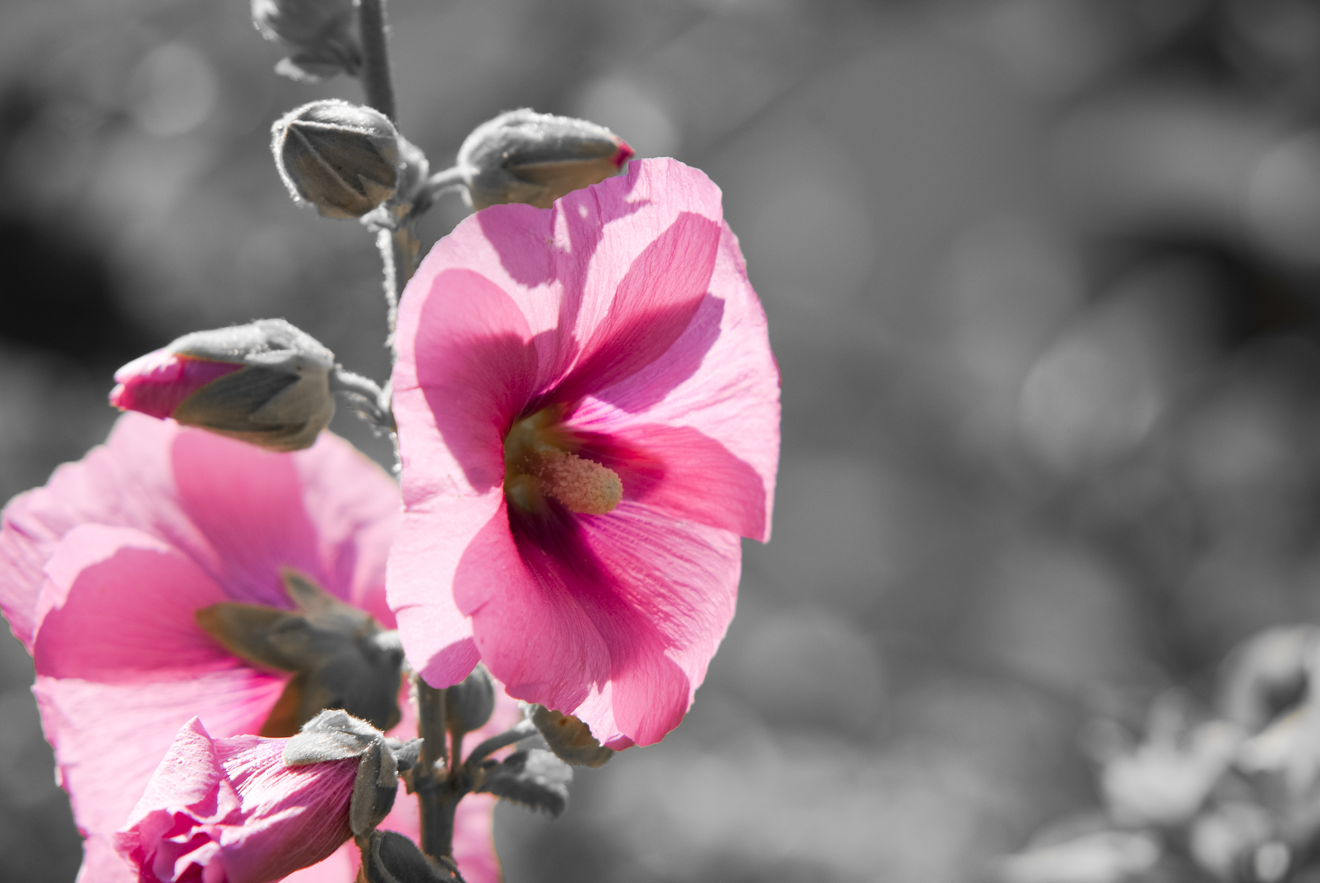 Stock Rose Flower Plant free image download