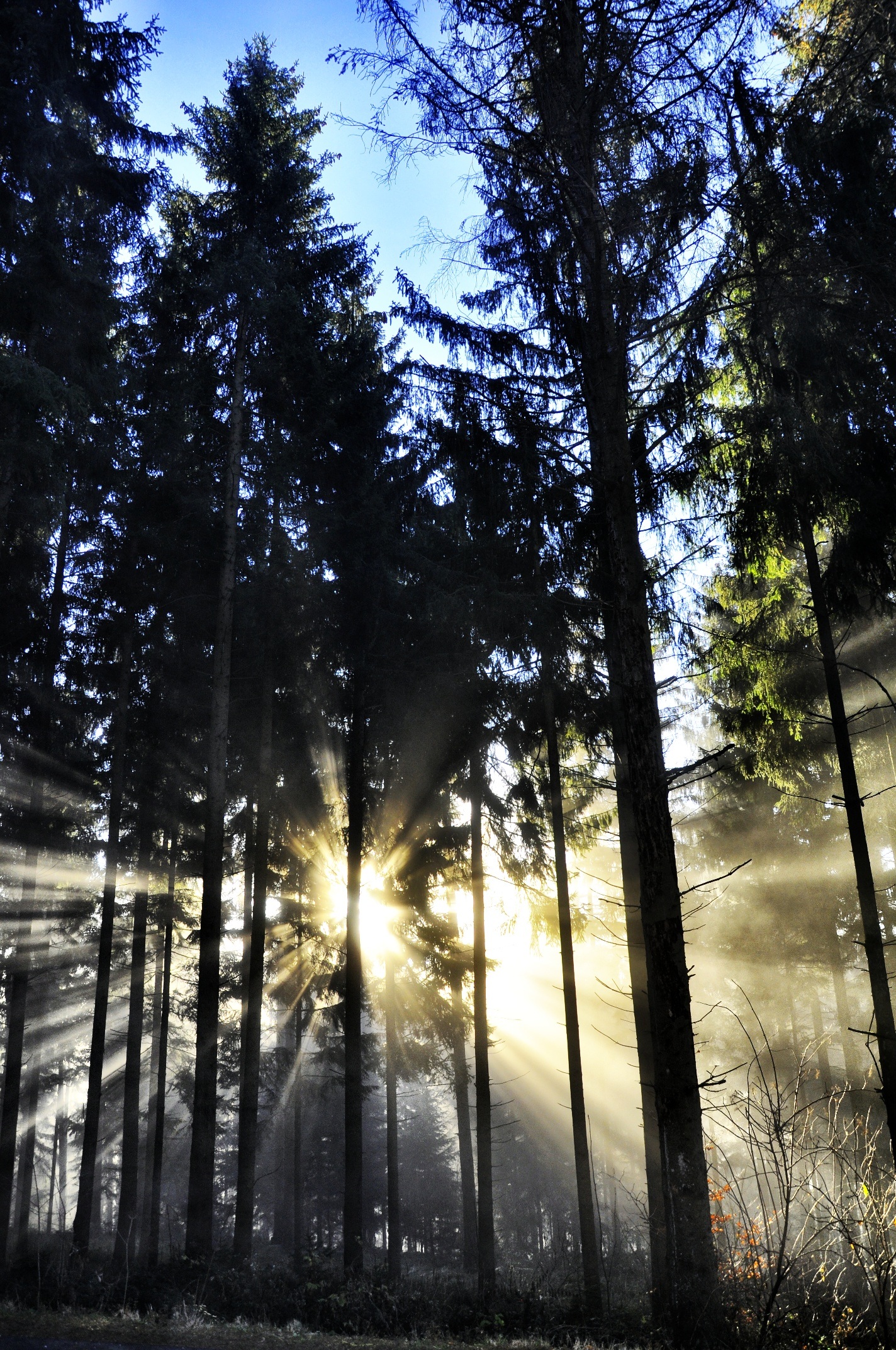Nature Wood Tree free image download