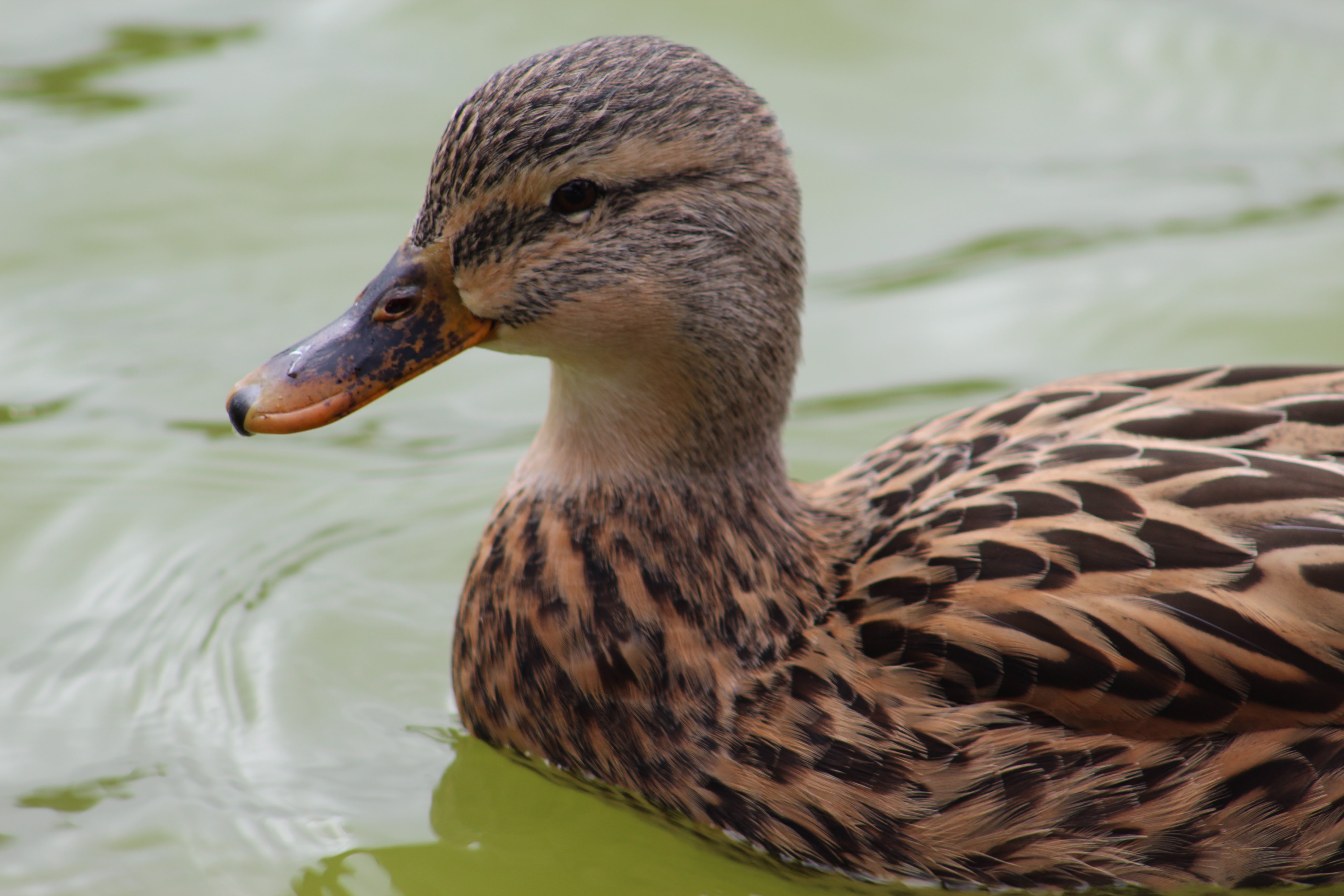 Duck Bird Wildlife free image download
