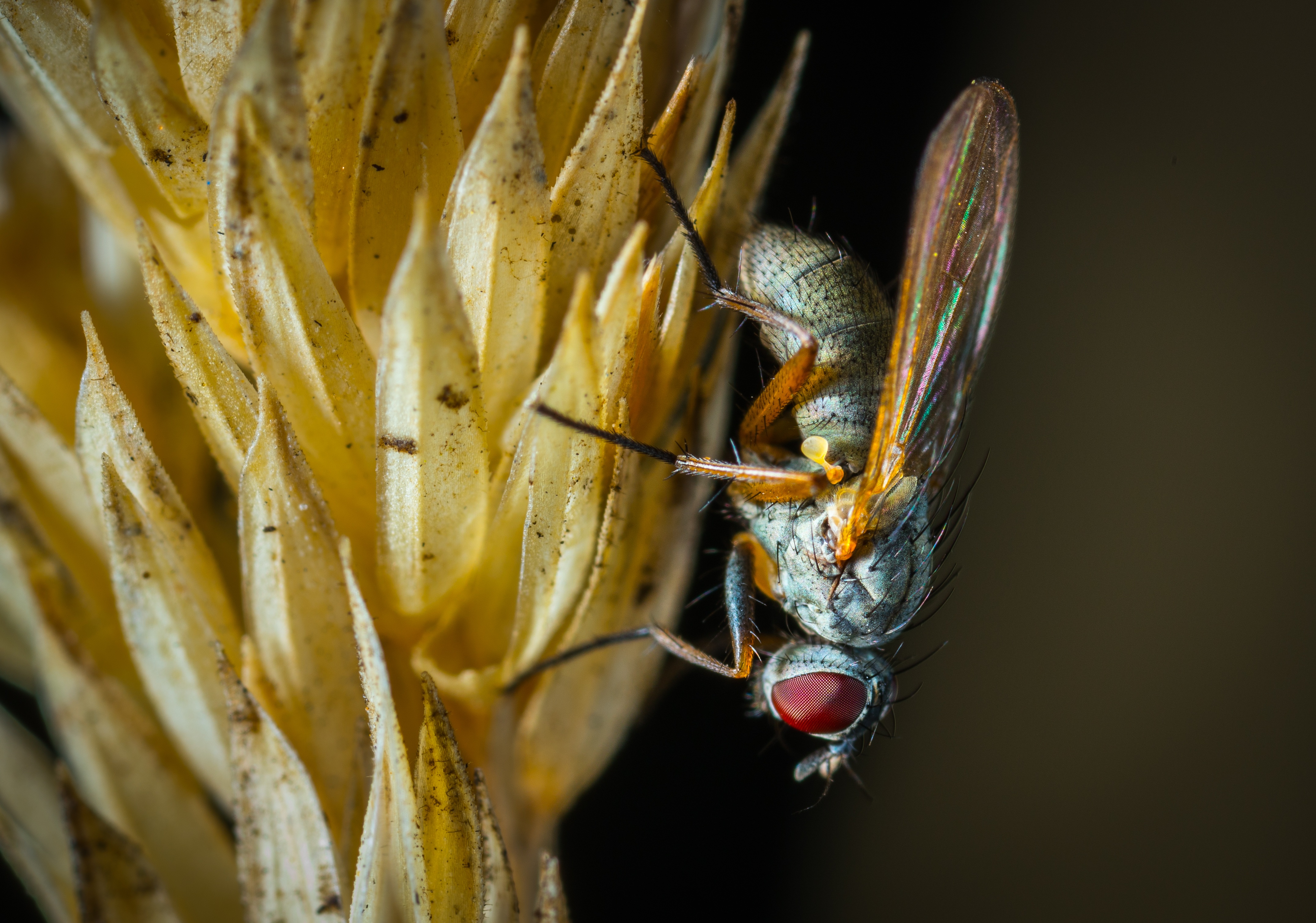 Insect Nature Fly free image download