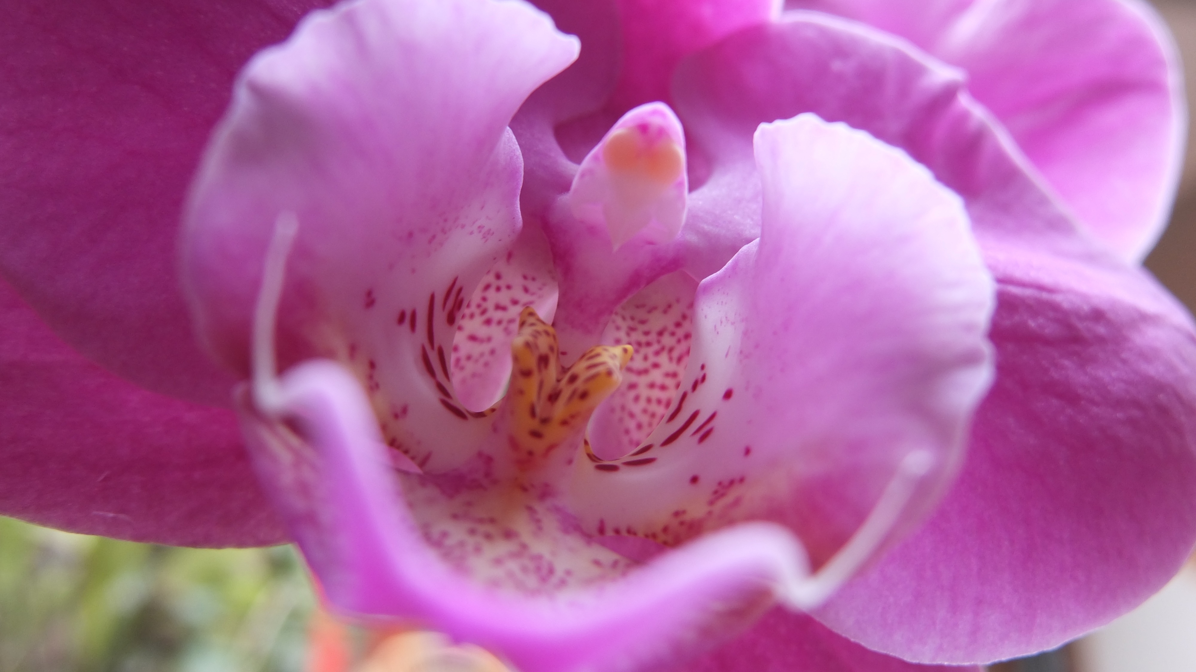 Flower Nature Flora free image download