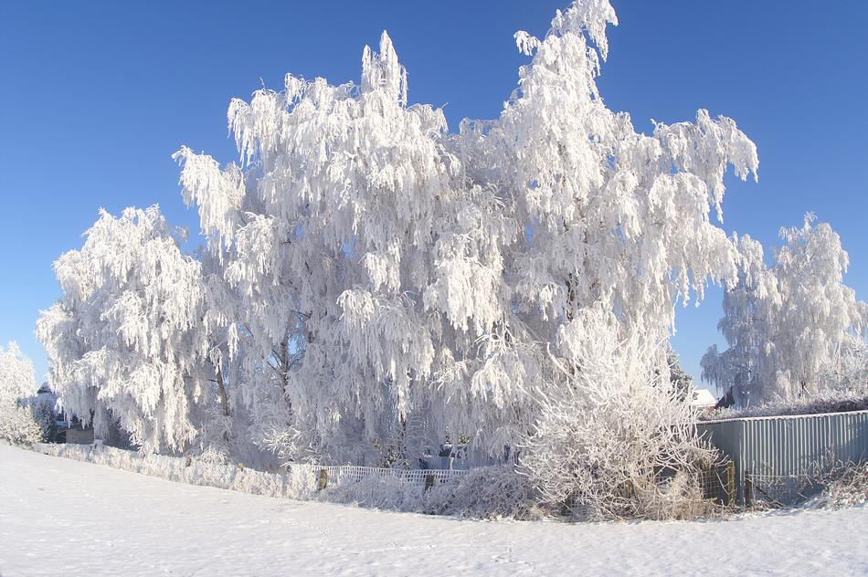 Snow Winter Frost free image download