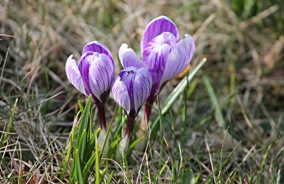 Crocus Spring Lenz Early free image download
