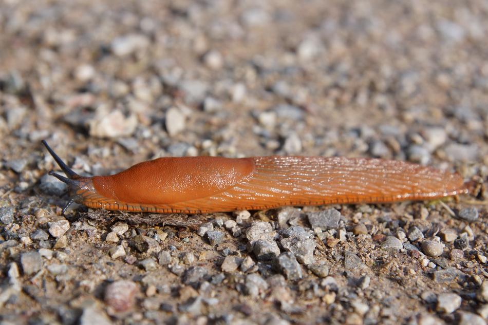 Slug Snail Animal free image download