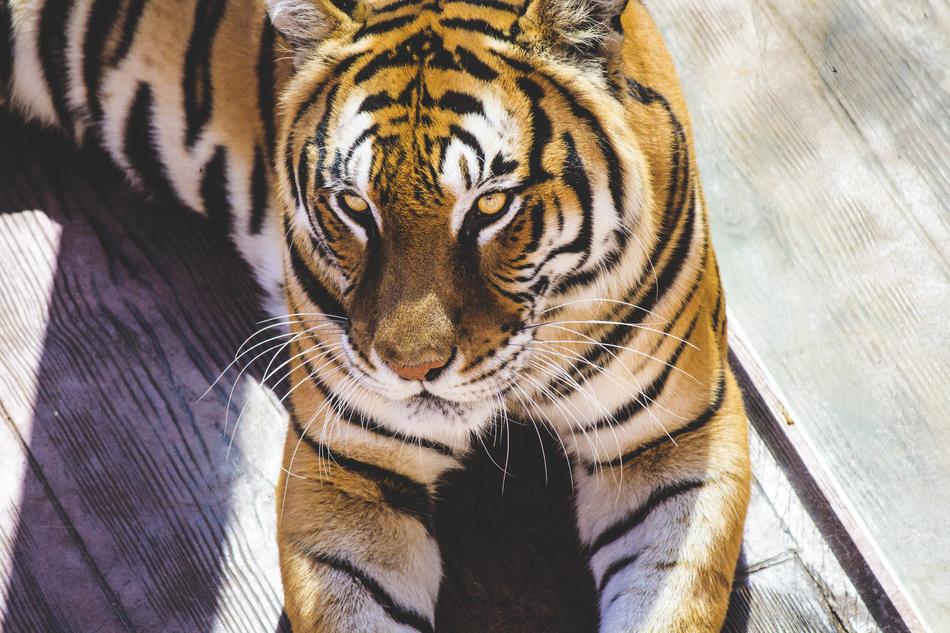 Animal Tiger cat at sunlight free image download
