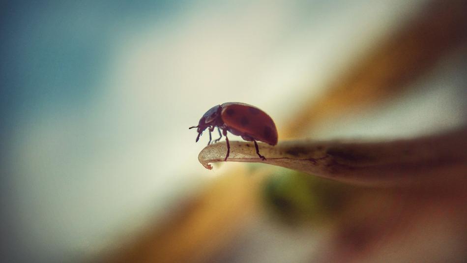 Insect Macro Small free image download