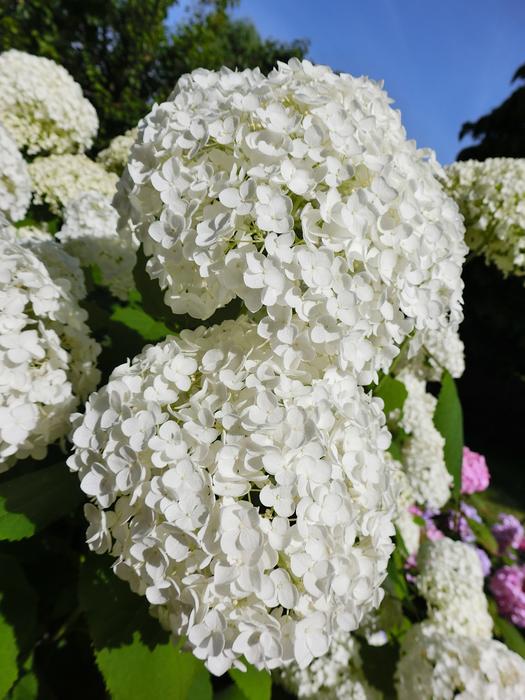 Snow Ball Blossom Bloom free image download