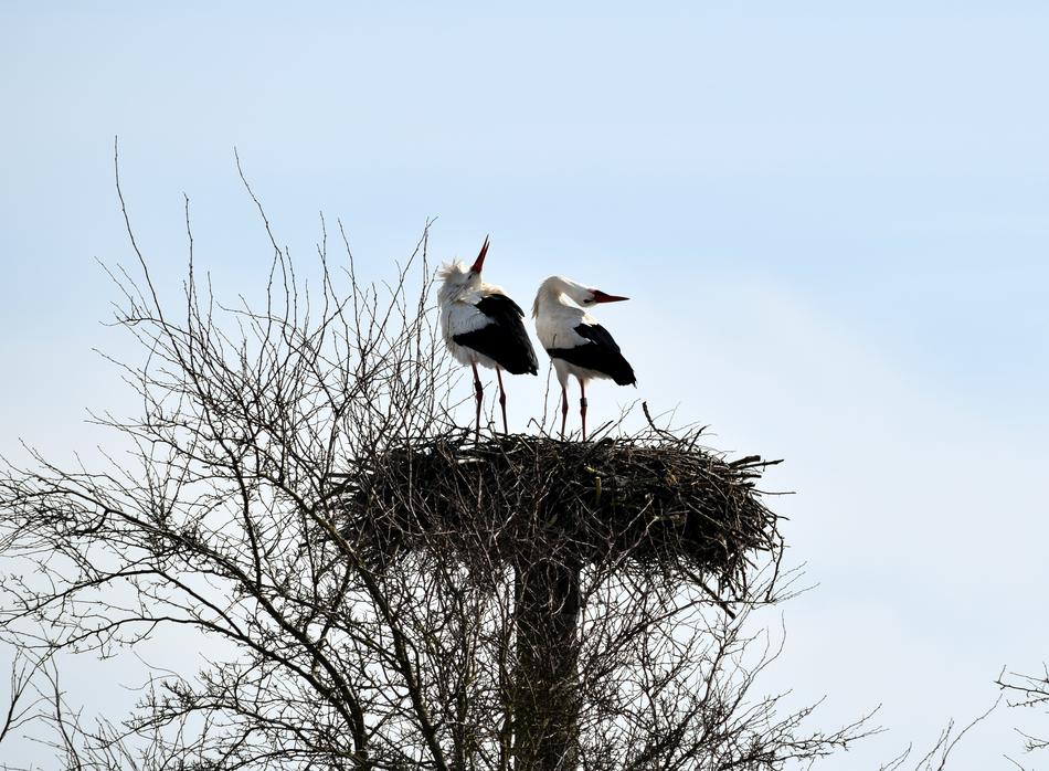 Storks Rattle Stork free image download