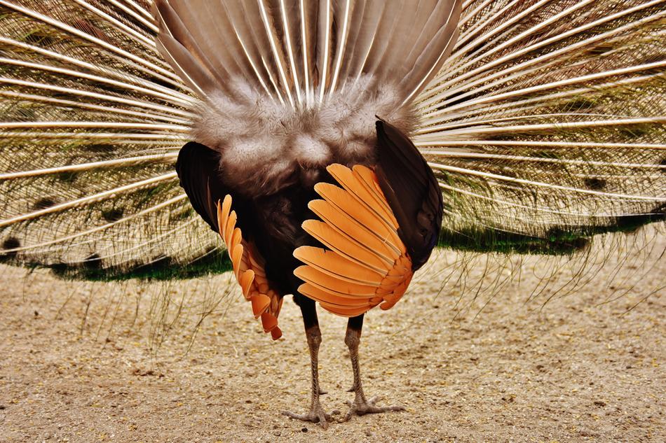Bird with a fluffy tail free image download