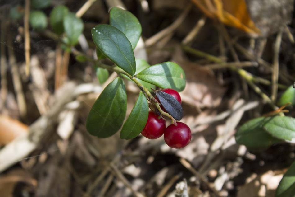 Cranberries Forest Berry free image download