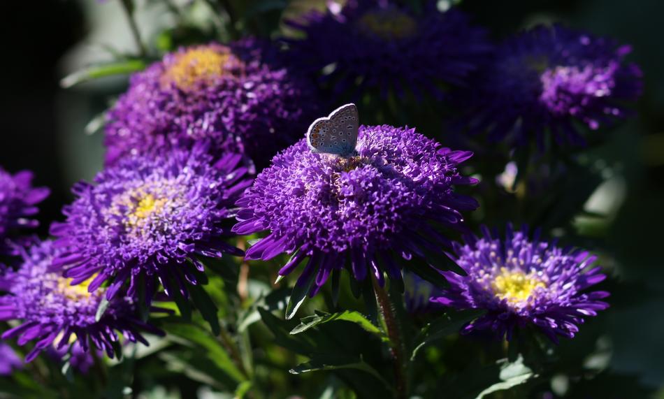 Butterfly Blue Bull Eye free image download