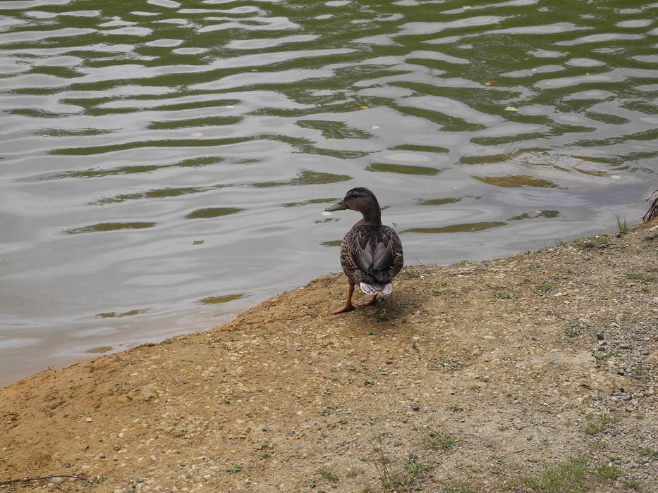 Duck Animal Mare free image download
