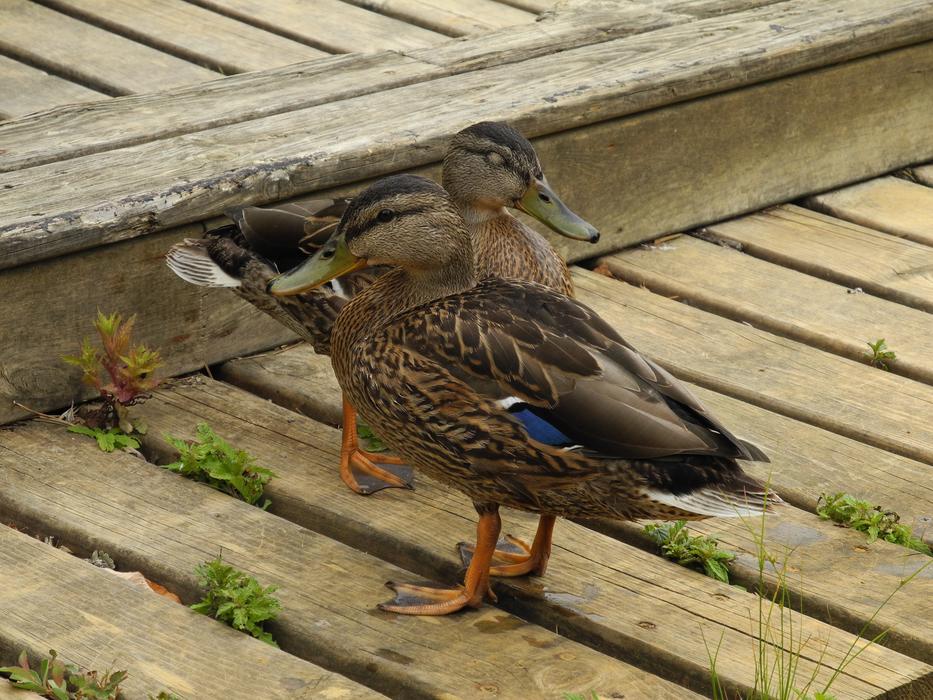 Ducks Feathers Legs free image download