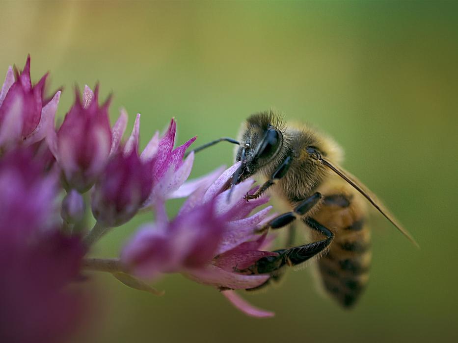 Bee Macro Close-Up Photography free image download