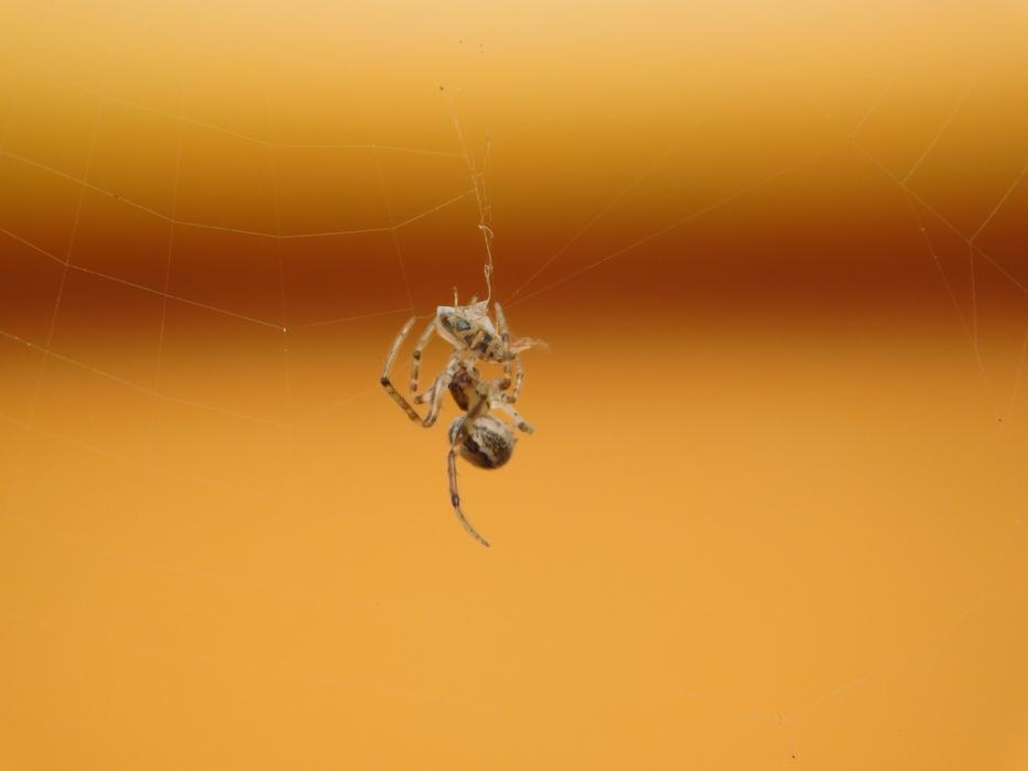 Spider Web Fly free image download