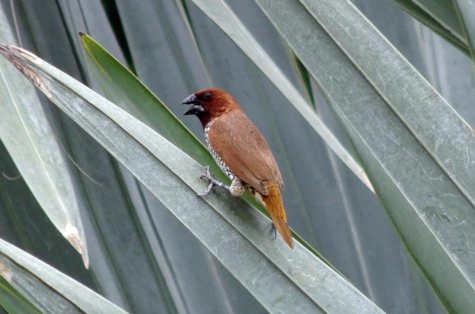 Spotted Munia Bird Scaly-Breasted free image download