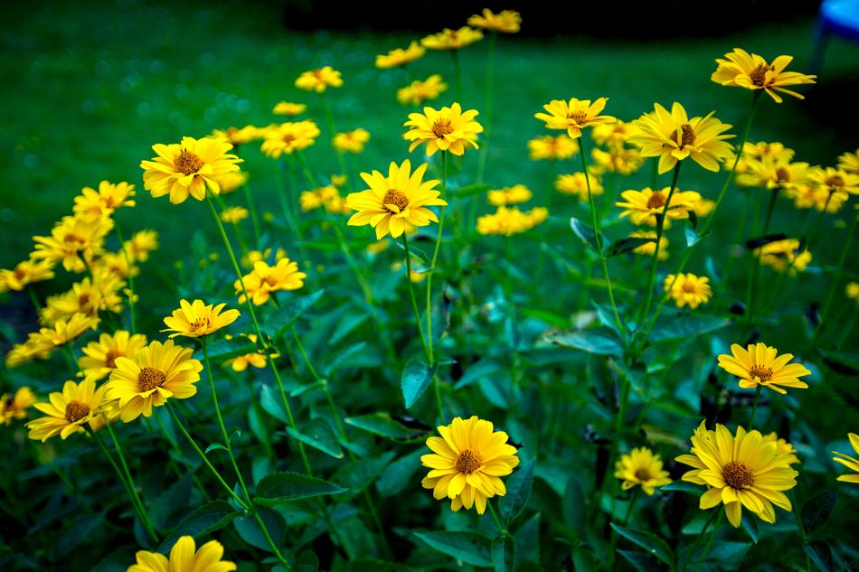 Flowers Yellow Nature free image download