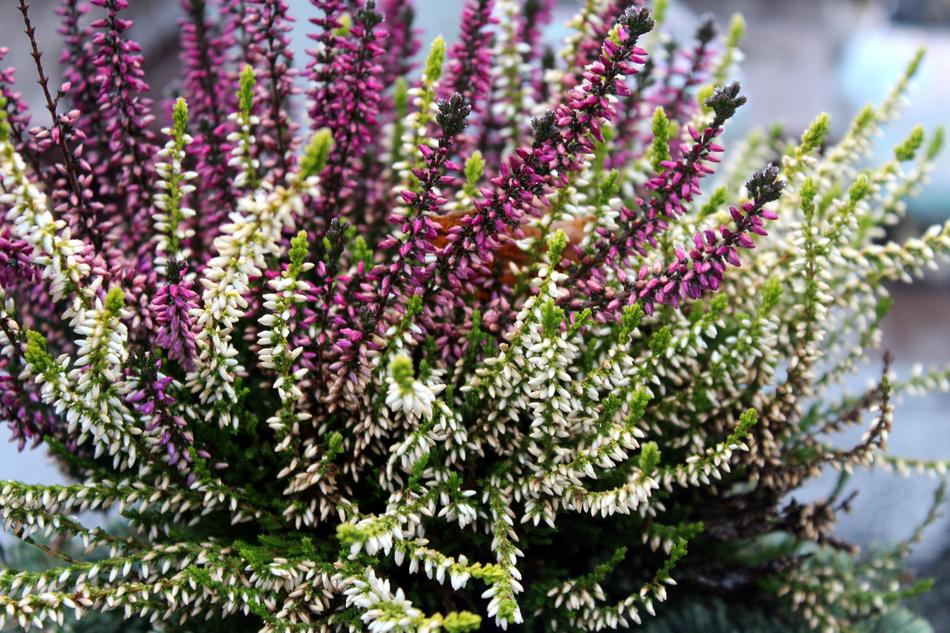 Heather Nature Plant free image download