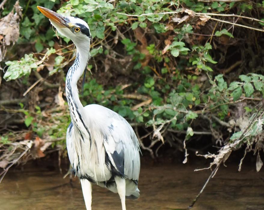 Fauna Animals Bird free image download