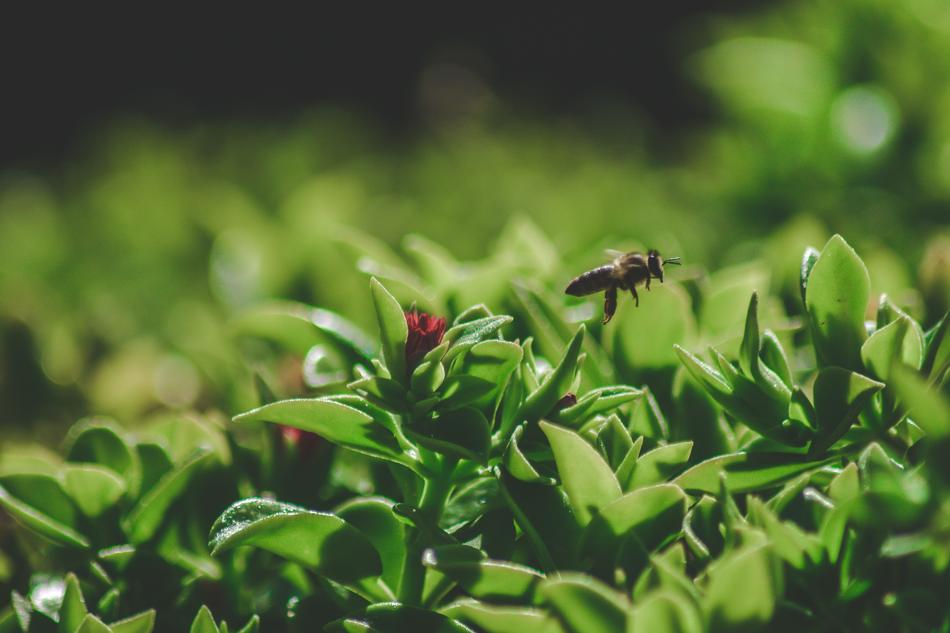 Bee Green Nature Wild free image download