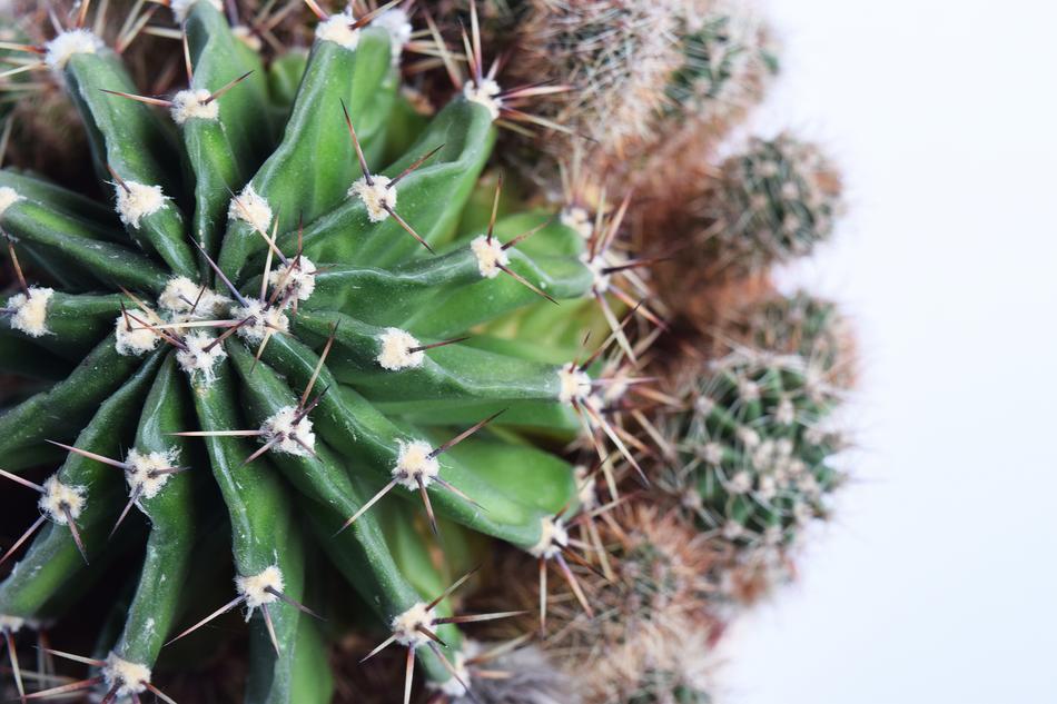 Succulent Cactus Botanical free image download