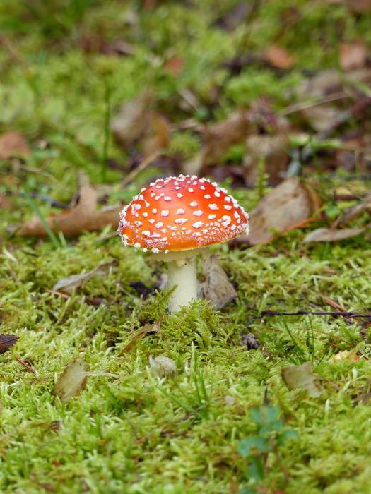Fly Agaric Forest Colors free image download