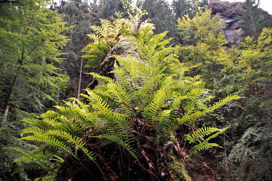 Bracken Ferns Nature free image download