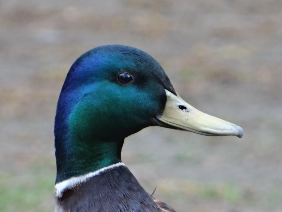 Mallard Duck Tom Bird Wild free image download