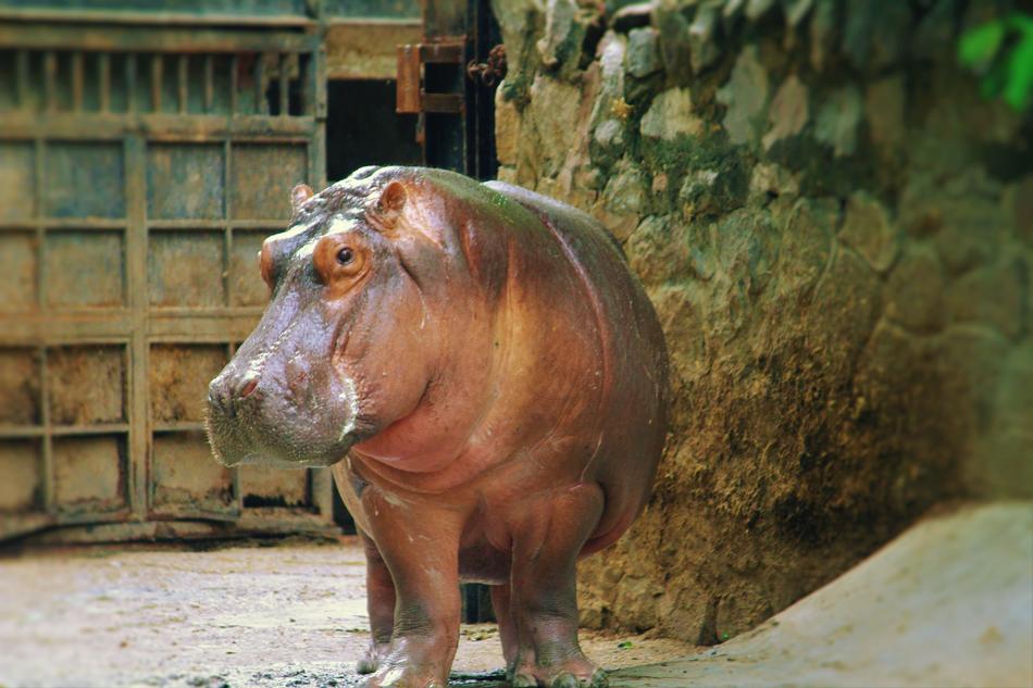 Hippopotamus Animal Zoo free image download