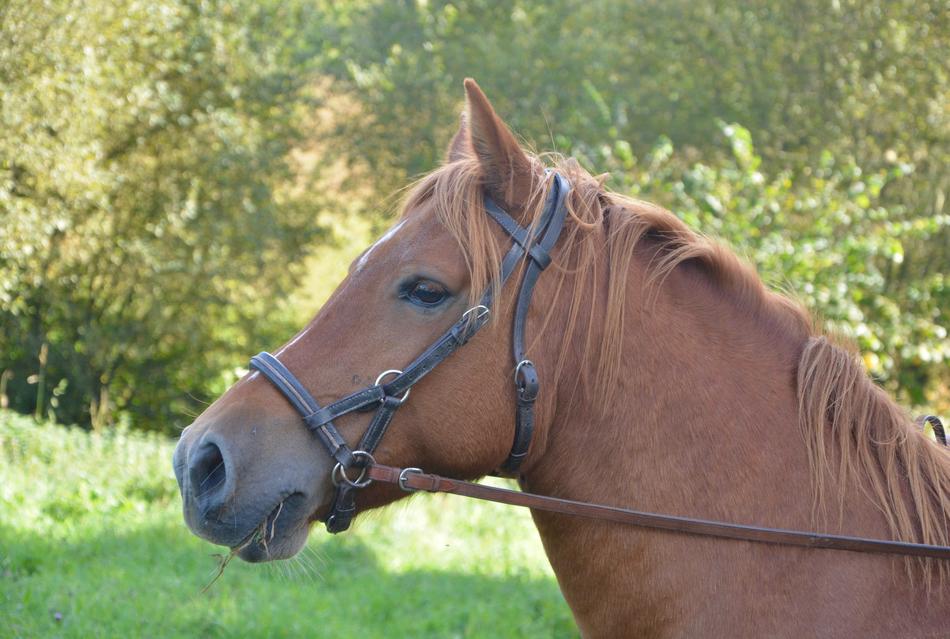 Horse Mare Horseback Riding free image download