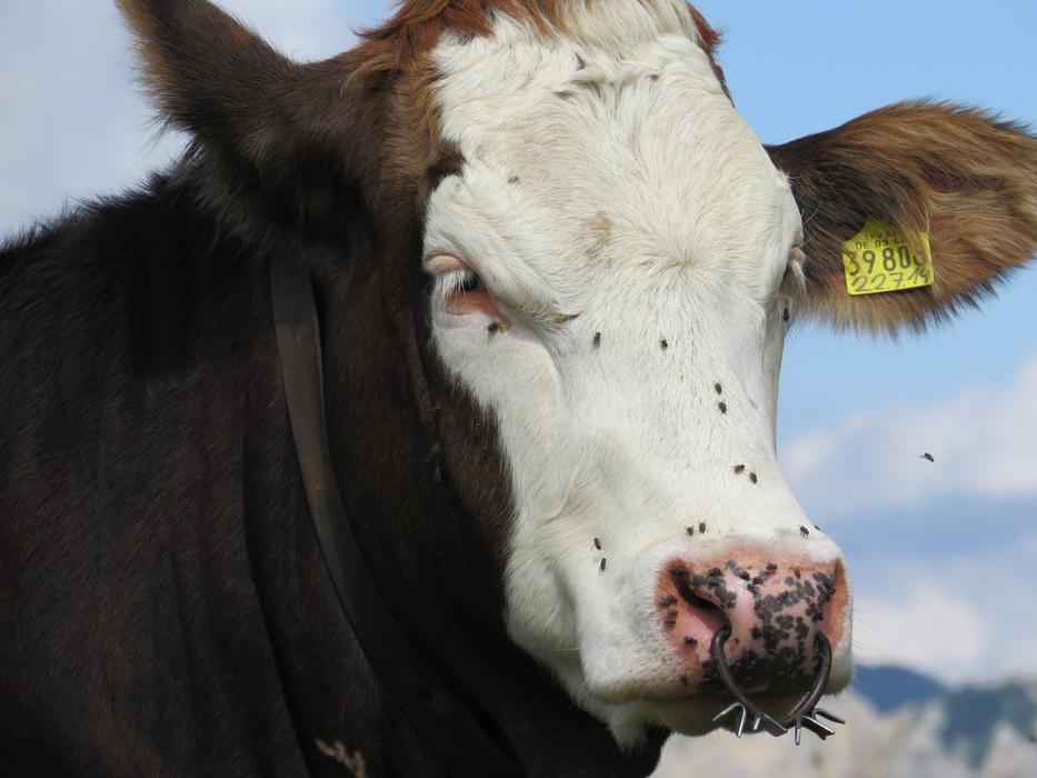 Cow Flying Insect free image download