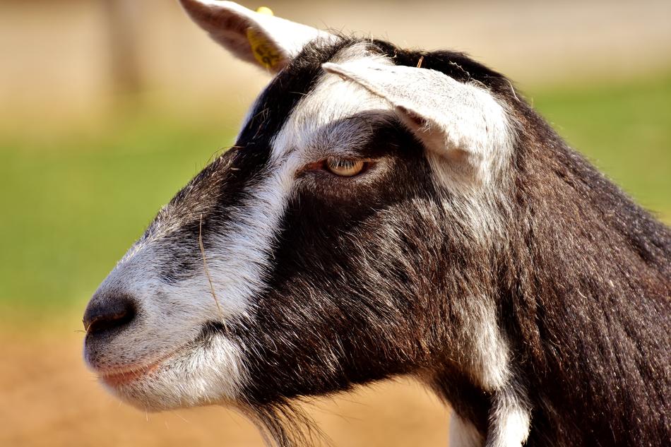 Goat Animal Nature free image download