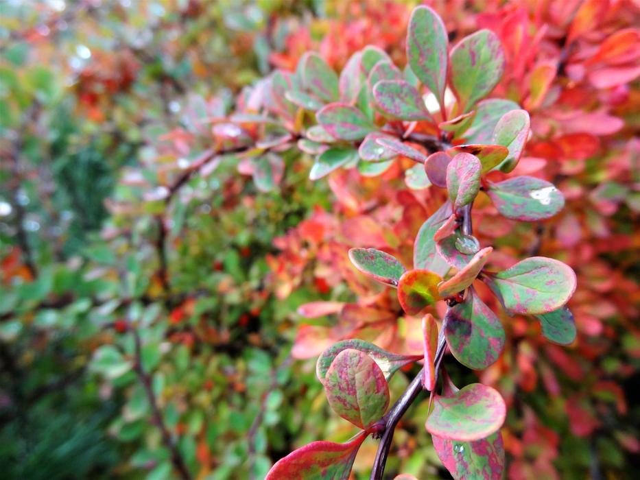 Nature Autumn Nostalgia Colorful free image download