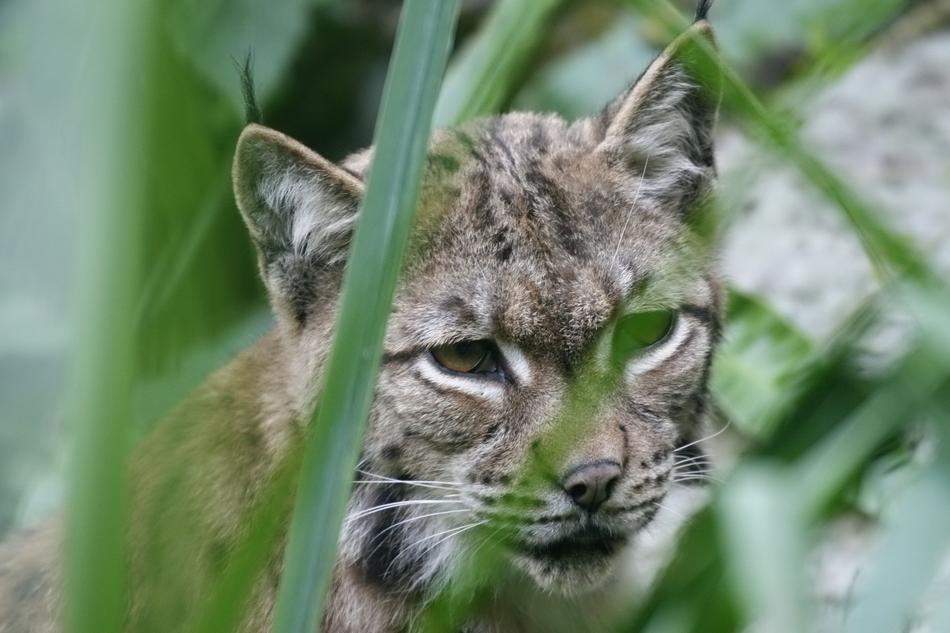Animal Nature Fauna free image download