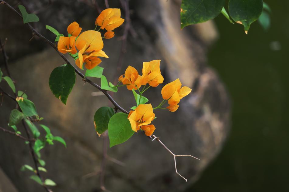 Flower Plant Leaf free image download