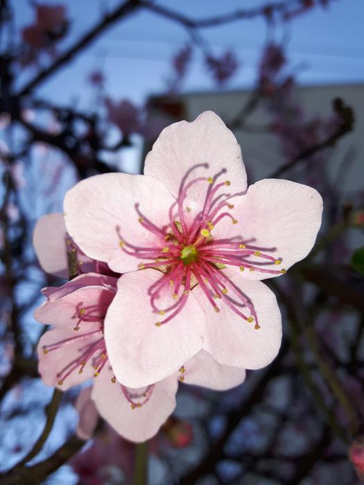 Flower Nature Small free image download