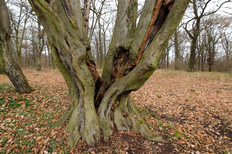 Tree Wood Nature free image download