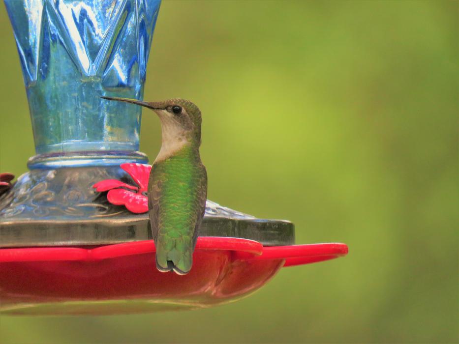 Bird Hummingbird Up Close free image download
