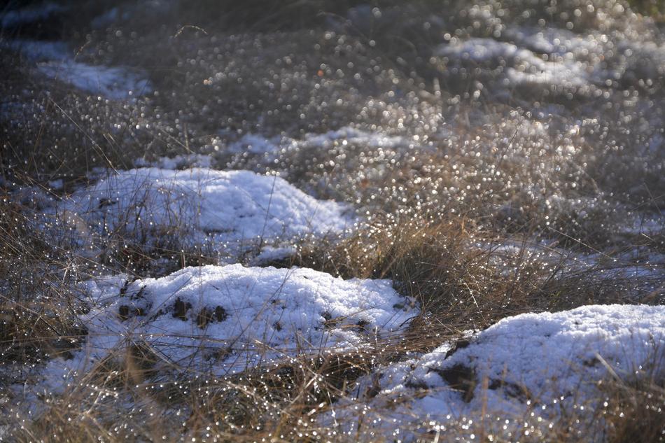 Grass Nature Ice free image download